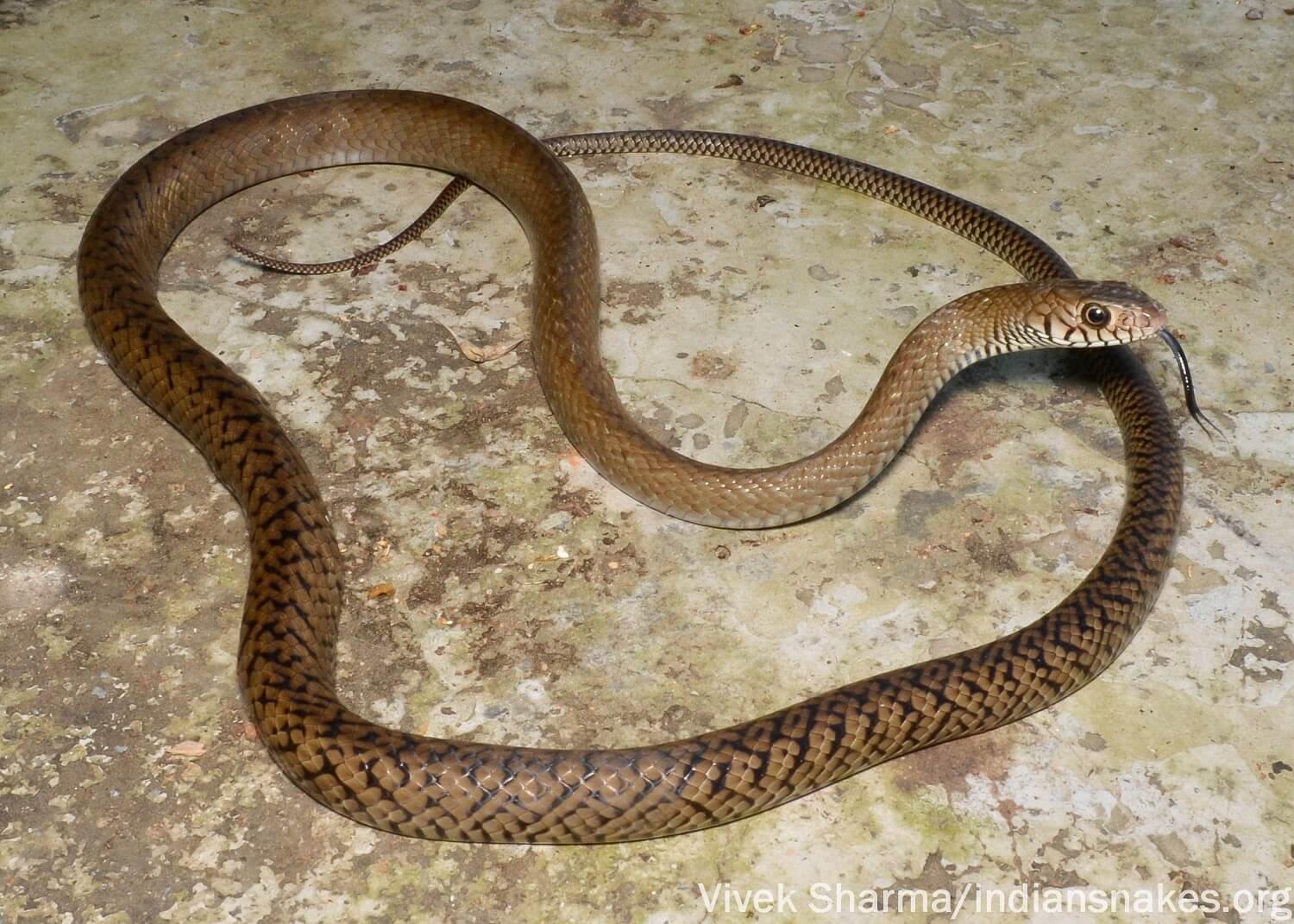 इंडियन रैट स्नेक (Indian Rat Snake) के बारे में हिंदी में पढ़ें